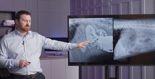 ELEARNING.VET - Continuous Learning For Veterinary Professionals